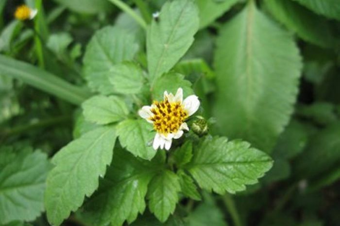 HERBAL SONGGO LANGIT MENGOBATI ASAM URAT DAN REMATIK | Sehat Herba